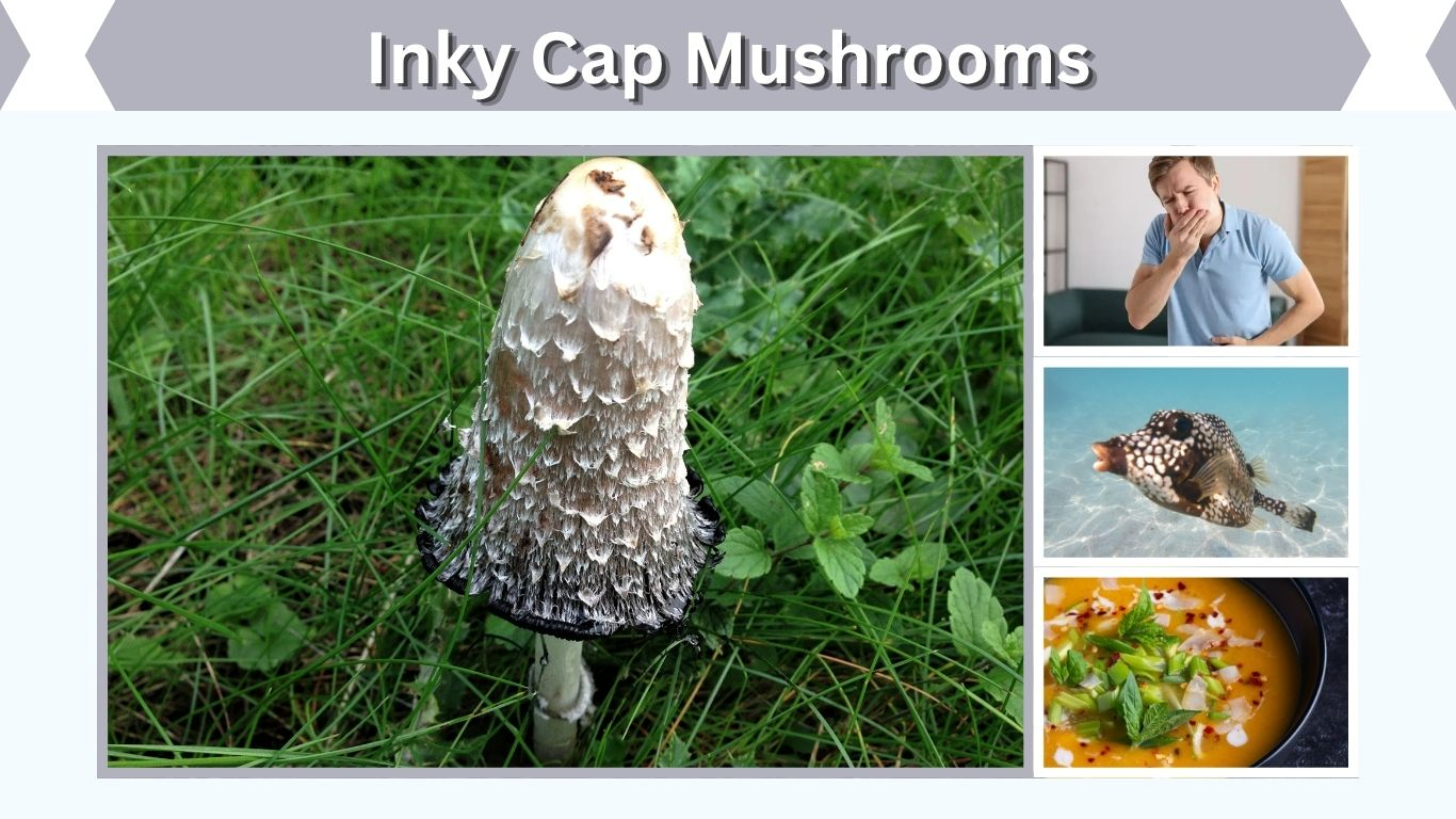 Inky Cap Mushrooms: Identification, Edibility and Safety Guide