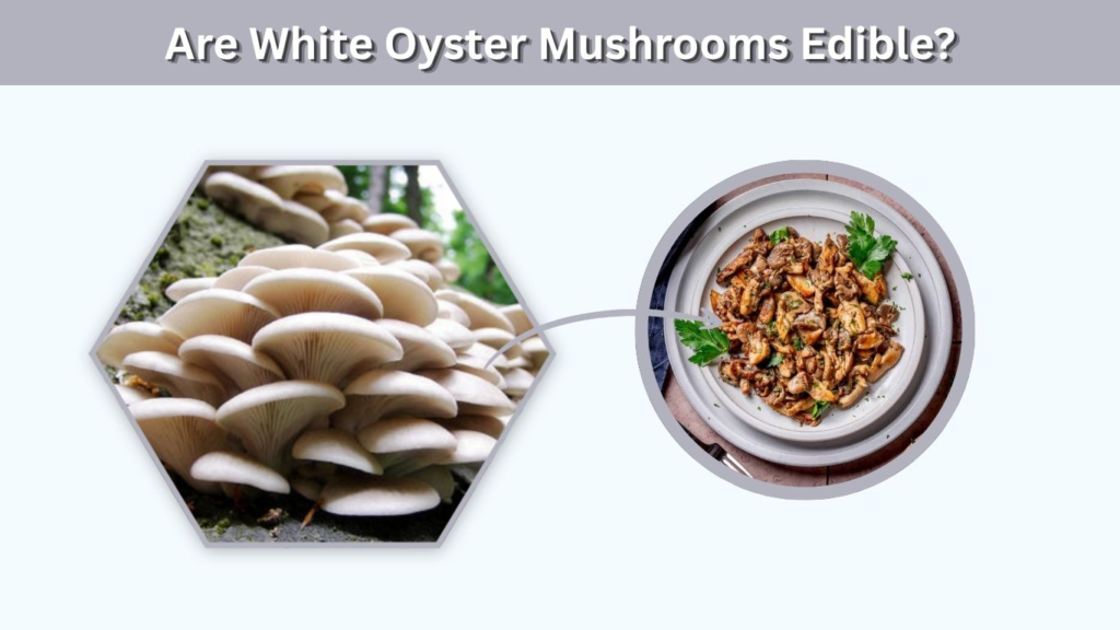 White Oyster Mushroom: Benefits, Growing and Care Guide