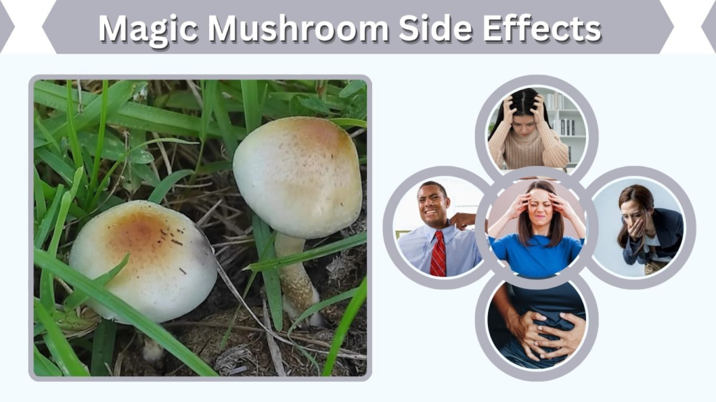 Magic Mushroom Side Effects: Short-Term and Long-Term Risks