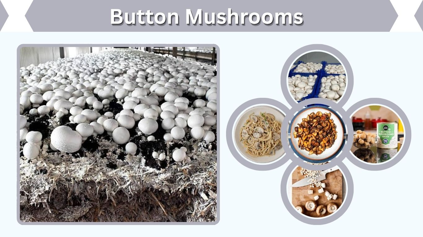 Button Mushrooms: Nutrition, Benefits, Uses and Cooking Tips