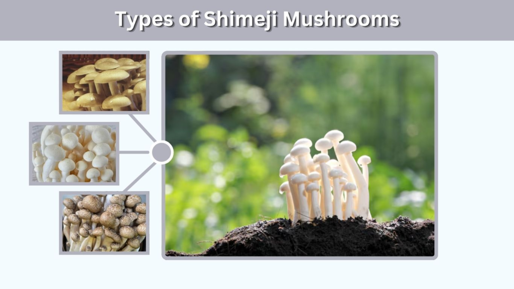Shimeji Mushrooms: Taste, Types, Cooking and Benefits