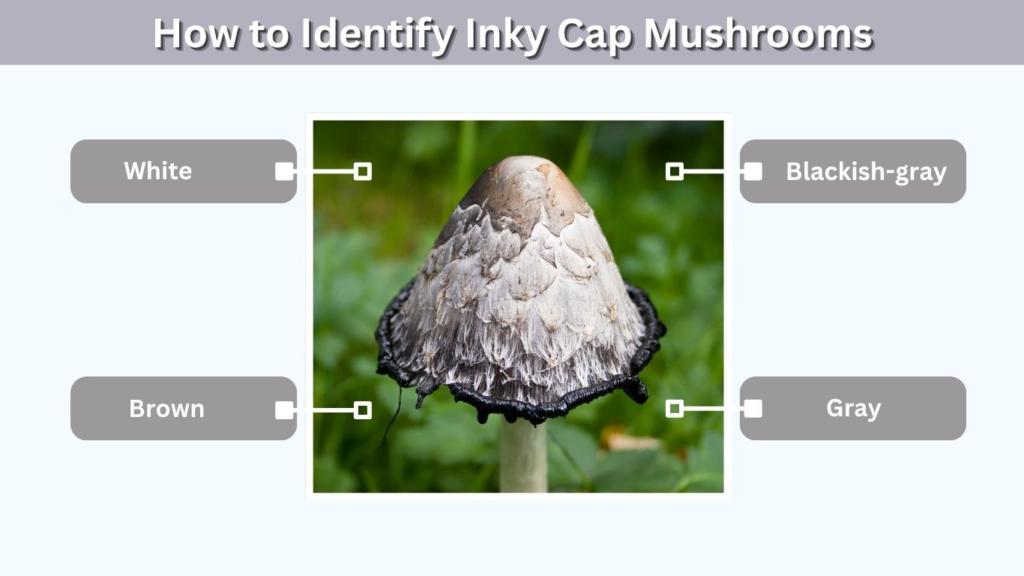 Inky Cap Mushrooms: Identification, Edibility and Safety Guide